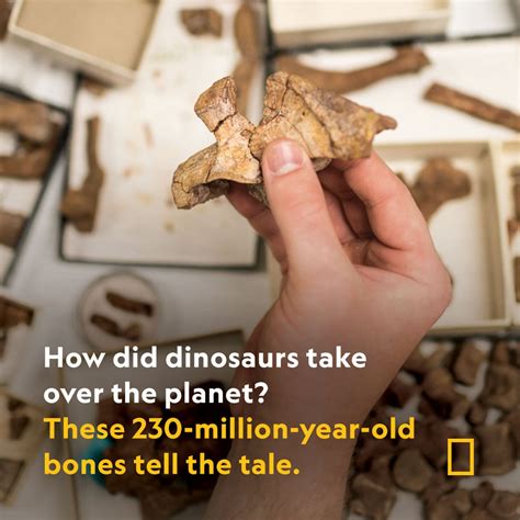 230 Million Year Old Fossil Is Africa S Oldest Known Dinosaur R Dinosaurs