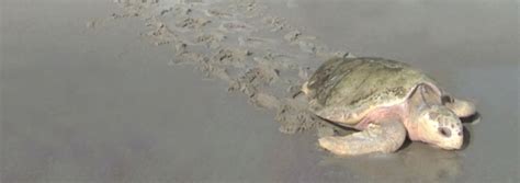 Loggerhead Seaworld Mommy