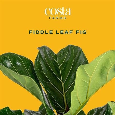 Costa Farms Fiddle Leaf Fig Tree Live Indoor Plant In Indoors Decor
