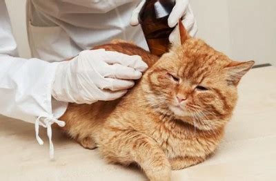How To Heal An Open Wound On A Cat Caring Guide
