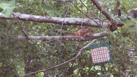 Chipmunk Youtube
