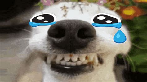 Doggy Meme Doggy Discover And Share S