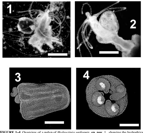 Figure 14 From Description And Life Cycle Of The Hydrozoan Hydractinia Uniformis Sp Nov