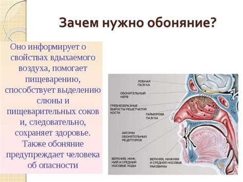 Строение и функции органа обоняния - online presentation