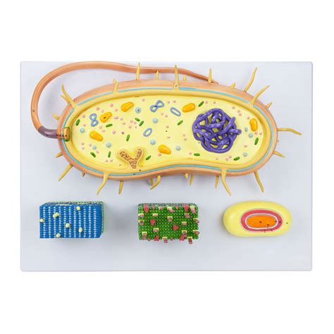 Bacteria Model Enlarged [sku Mg4614] Nasco Healthcare