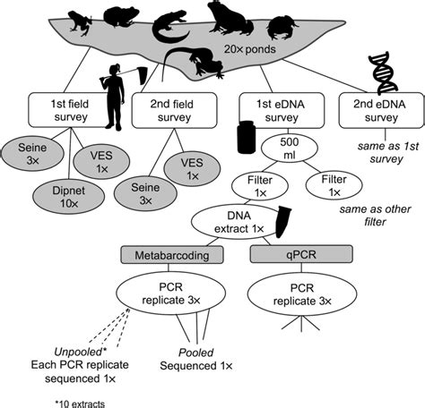 Diagram Of Hierarchical Sampling Design We Sampled 20 Ponds Using Five