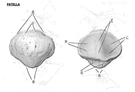 Patella Diagram Quizlet