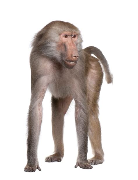 Premium Photo Baboon Simia Hamadryas On A White Isolated