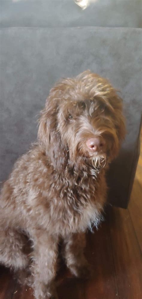 Pin Auf Labradoodle Grooming Styles