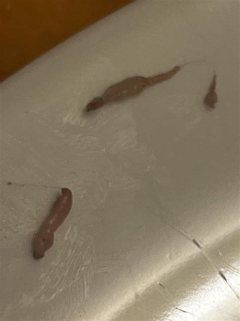 Do I Have Worms In My Meat R Foodsafety