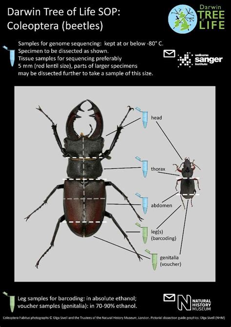 Coleoptera Coleoptera Download Scientific Diagram