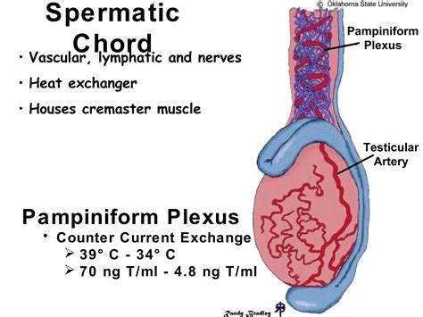 Male Reproductive Anatomy Univ Of Winsconsin Madison Ppt
