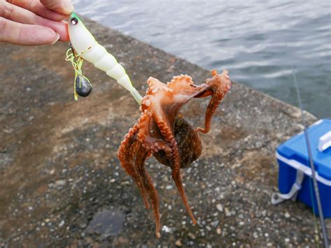 大阪湾でタコ釣り好調初心者でも釣れる6つのコツ タコ 釣り タコ 釣り