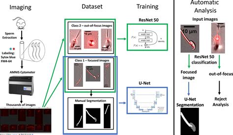 Deep Learning Based Classification And Segmentation Of Sperm Head And