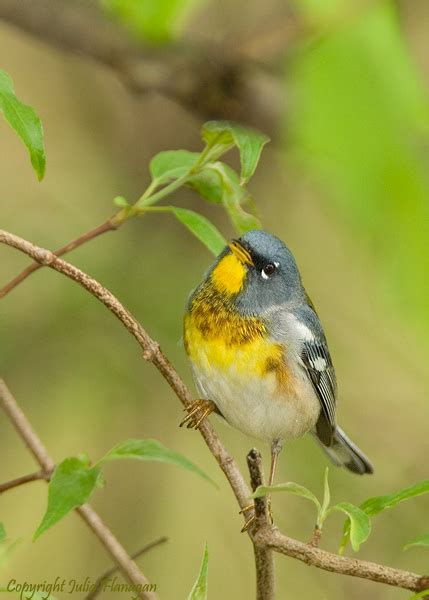 Northern Parula