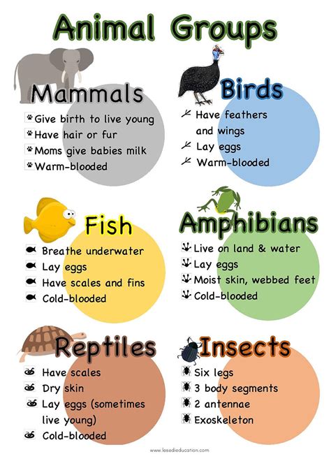 Animal Groups Poster A3 Lesedi Education