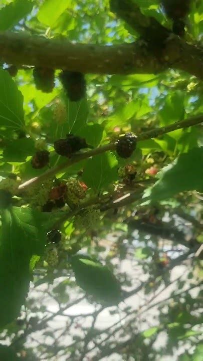 뽕나무 오디열매 Youtube