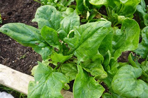 Premium Photo Spinach Cultivation Guide How To Grow Spinach On Raised