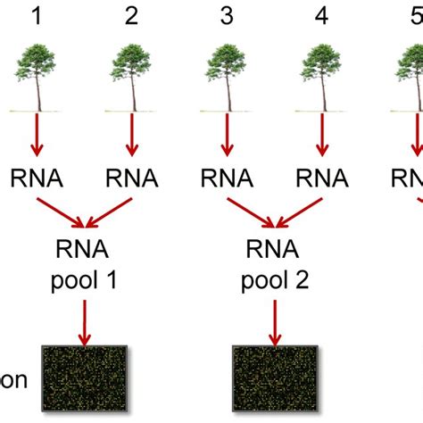 Figure S1 Microarray Hybridization Strategy Download Scientific Diagram