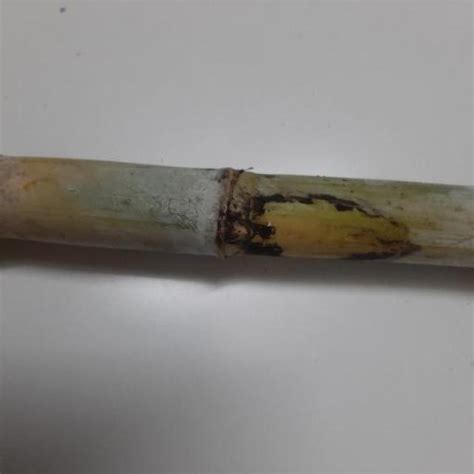 Sugar Cane Bud Detection Object Detection Dataset By Mrdeveloper