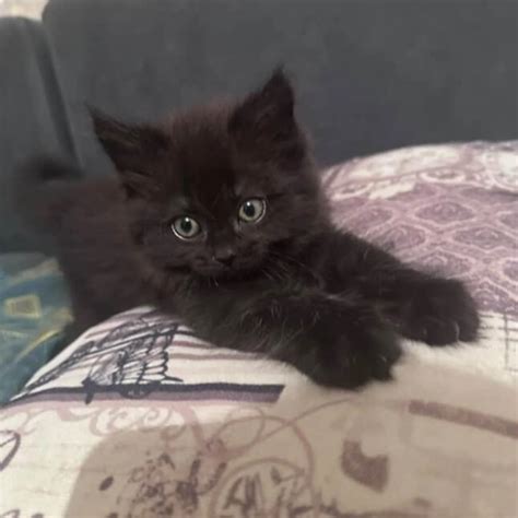 КС 4 лапы объявления Есик Сегодня ночью потерялся пёс прогрыз дырку в заборе и сбежал район