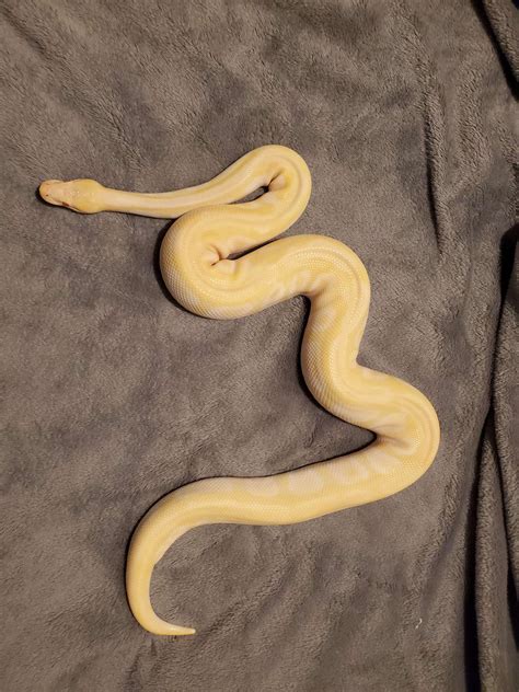 Ball Python Body Condition And Feeding Trouble