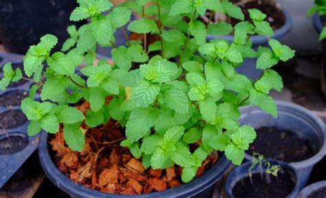 How To Protect Mint Plant From Bugs