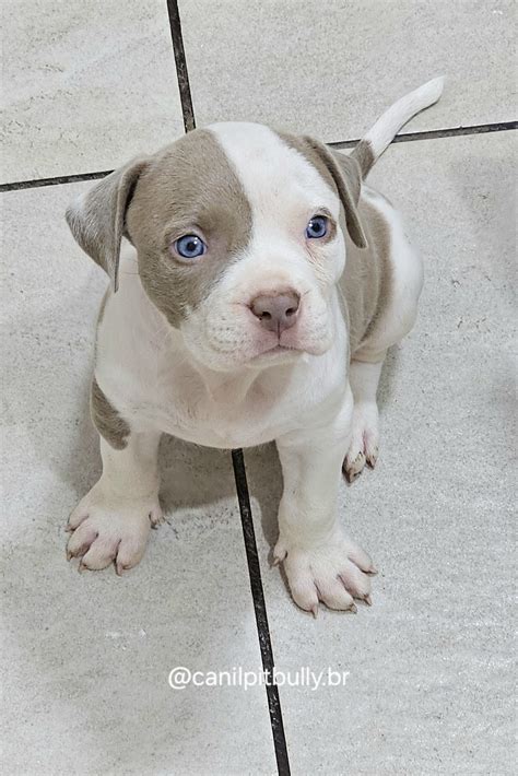Filhotes De Pit Bull Monster E American Bully Canil Pitbully