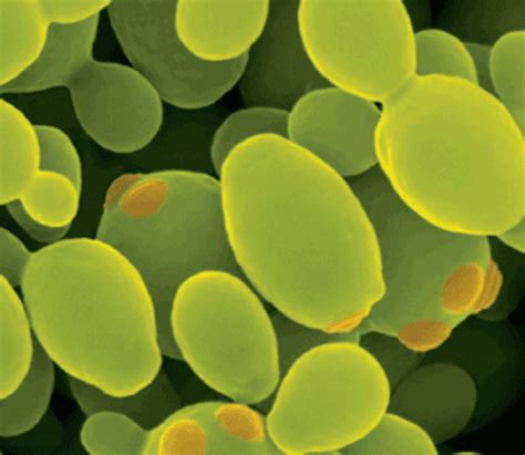 Pichia Alchetron The Free Social Encyclopedia