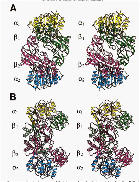 Figure 1 From The Crystal Structure Of Succinyl Coa Synthetase From