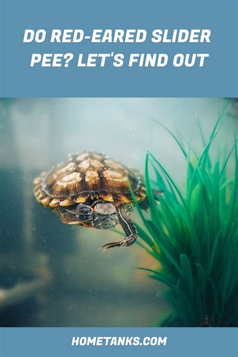 Do Red Eared Slider Need Heater At Anglea Ramos Blog