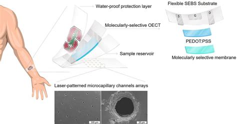 New Wearable Sensor Detects Stress Hormone In Sweat Ieee Spectrum