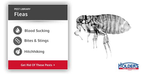 Fleas Types Facts And How To Identify Flea Control Holder S Pest Solutions