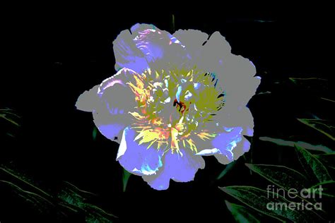 Psychedelic Peony Photograph By Ed Mcdermott Fine Art America