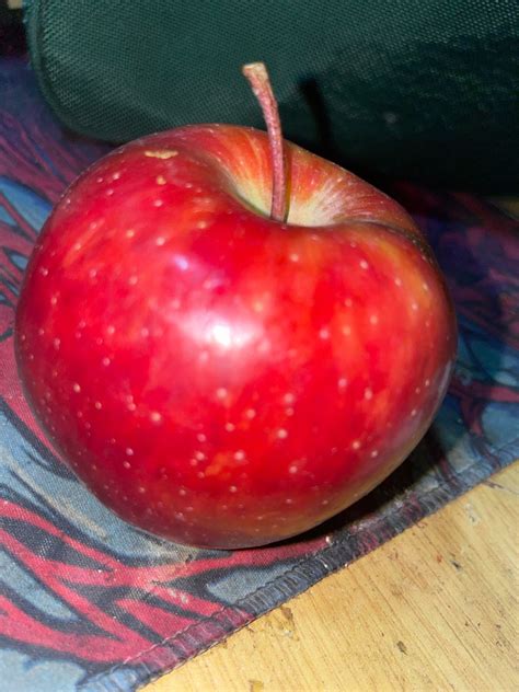 Projet 5 Object Detection Dataset And Pre Trained Model By Esith