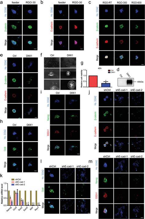 Rgo Substrates Activate β‐catenine‐cadherin Expression In Maintaining