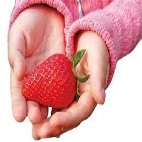 Strawberry Detection Object Detection Dataset V9 2024 04 09 6 24pm