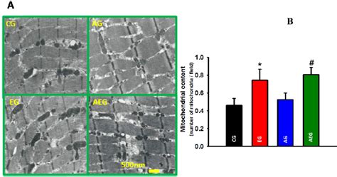 A Difference In Skeletal Muscle Mitochondria Based On Transmission Download Scientific