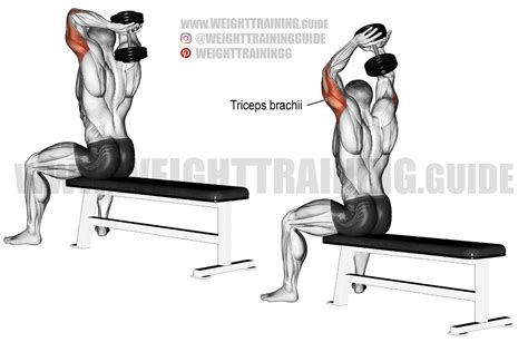 Overhead Dumbbell Extension