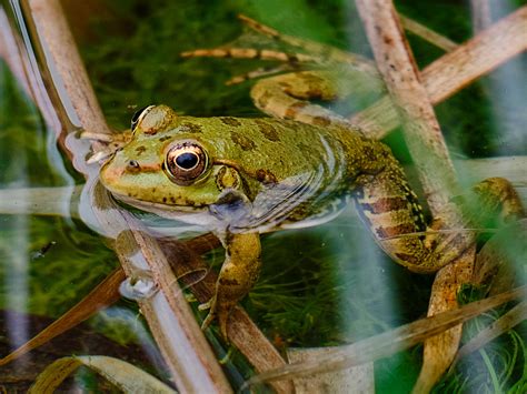 [100 ] Cute Frog Backgrounds