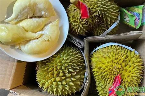 泰国金枕榴莲多少钱一斤 惠农网
