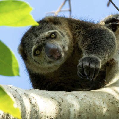 Sulawesi Bear Cuscus Rainforest Alliance Untuk Bisnis