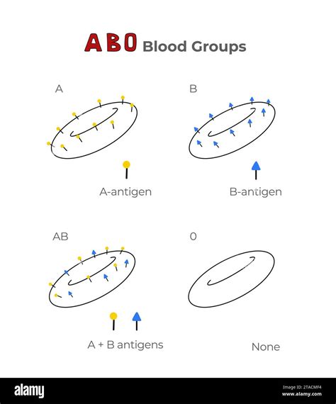 Blood Groups Blood Types Antigens And Antibodies Explanation In A