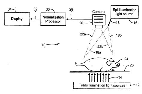 System And Method For Normalized Flourescence Or Bioluminescence