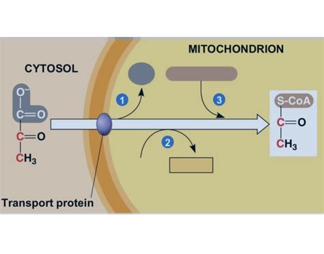 Pyruvate Oxidation Quiz