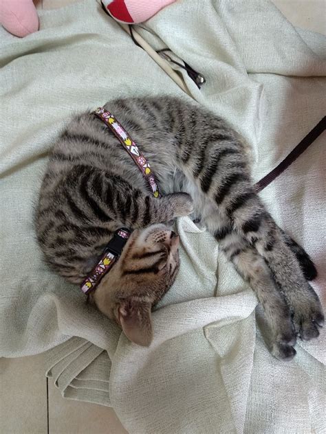 动物 猫 Pixabay上的免费照片 Pixabay