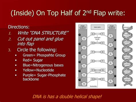 Dna Foldable Directions Ppt Download