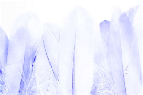 아름다운 추상적 인 닫기 흰색 밝은 파란색과 보라색 깃털 배경 과 벽지 갈매기에 대한 스톡 사진 및 기타 이미지 갈매기