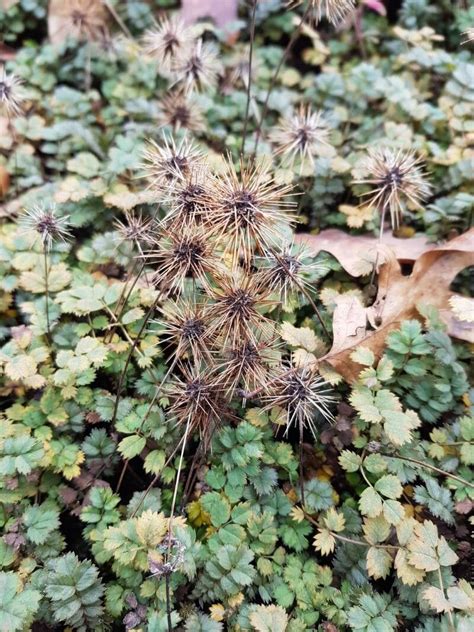 How To Propagate Acaena Microphylla Propagate One