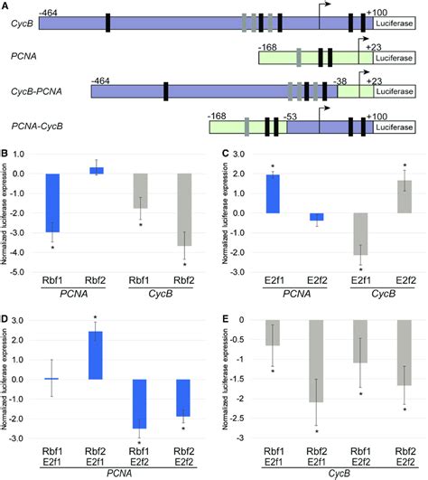 Specific Regulation Of Pcna And Cycb By Rbf1 And Rbf2 A Schematic
